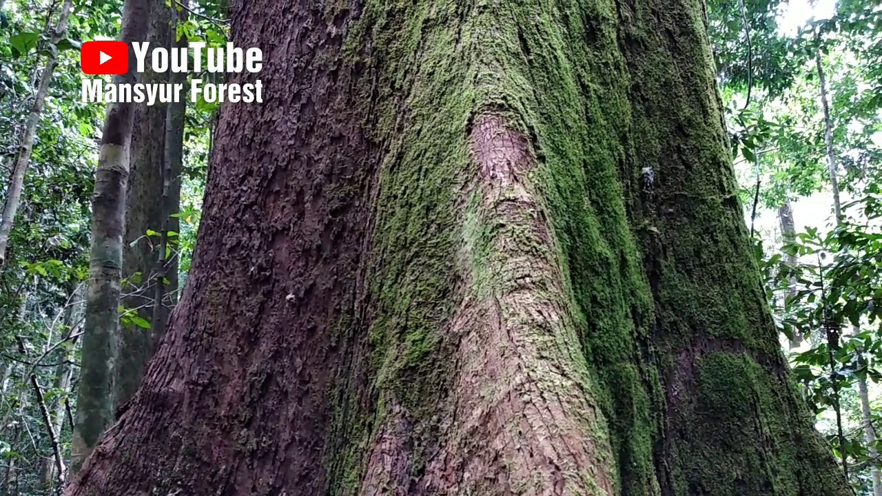 Vegetasi Hutan Alam - YouTube
