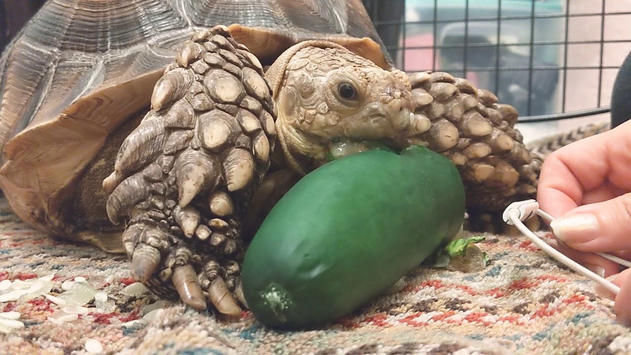 Tortoise eats cucumber ASMR - YouTube