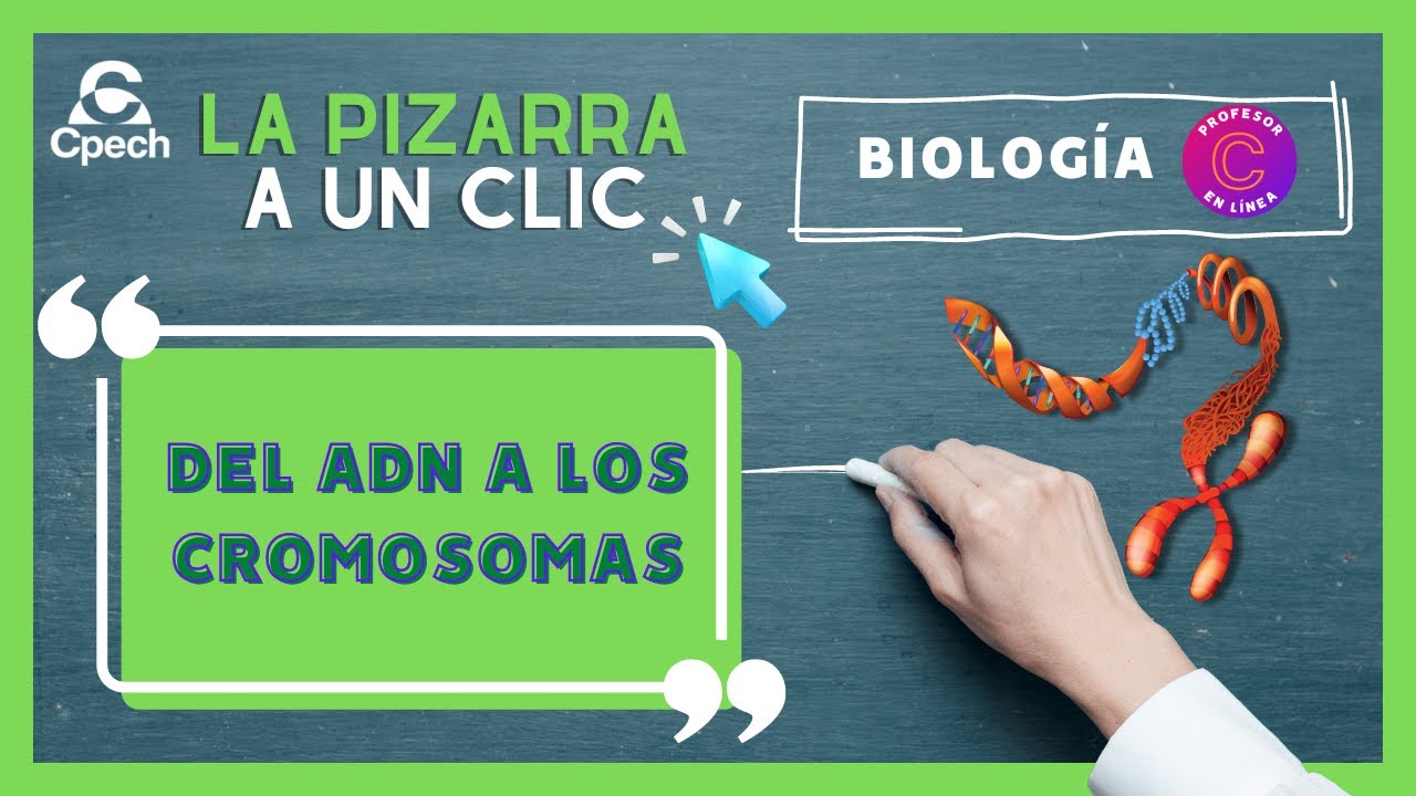 De ADN a Cromosomas: organización, compactación, división celular - LA ...