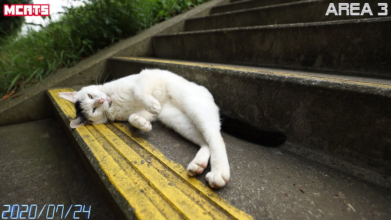 【たけるについて】Talking about Takeru【Daily Cat Compilation】 - YouTube