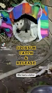 OPOSSUM CATCH & RELEASE - YouTube