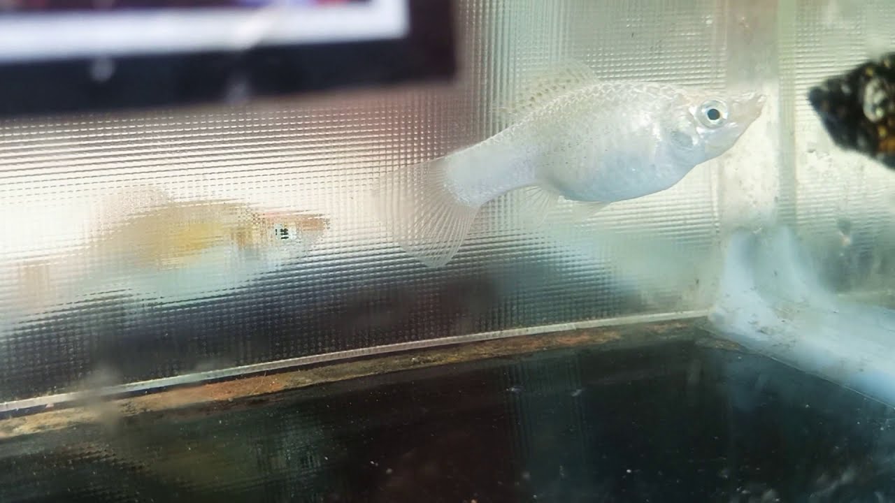 My New Platinum Molly in my Backyard - YouTube