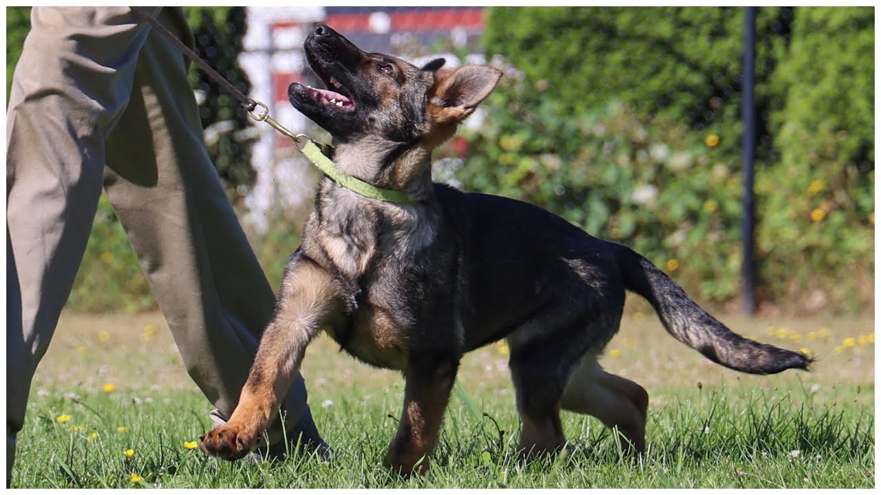 Impressive Obedience and Heeling for Her Age! - YouTube