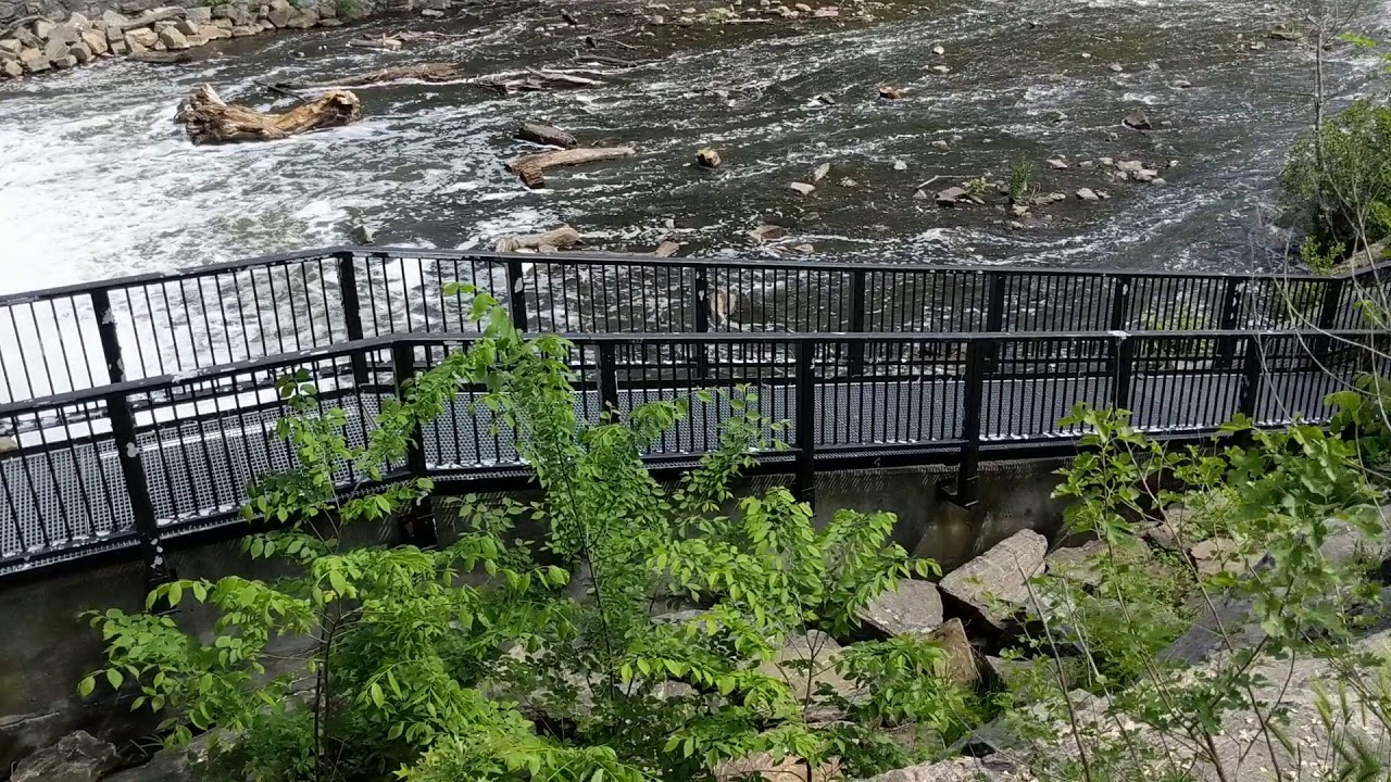Bronx River Fish Dam 2 - YouTube