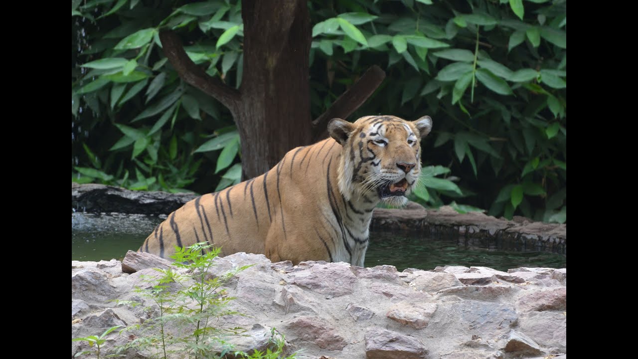 Tiger, tiger, burning bright? - YouTube