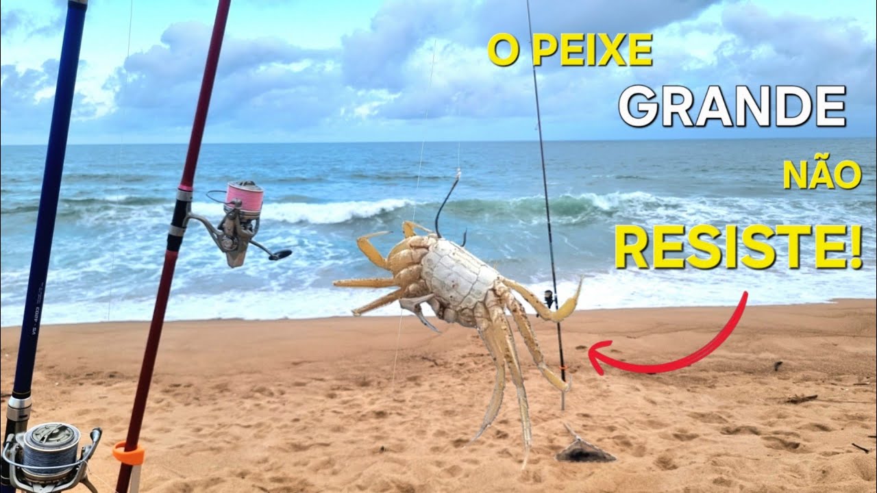 PESCA de PRAIA com ISCA NATURAL, capturando PEIXE GRANDE e Fritando na ...