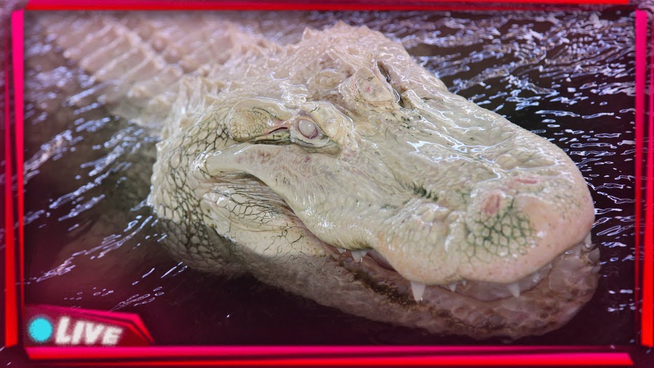 Upclose & Personal with Pearl our biggest albino alligator! - YouTube