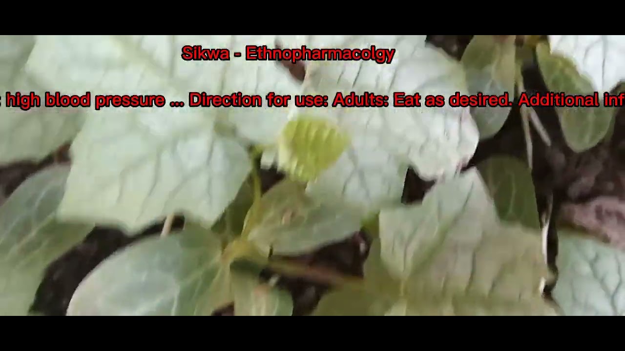 vegetable young #sikwa - YouTube