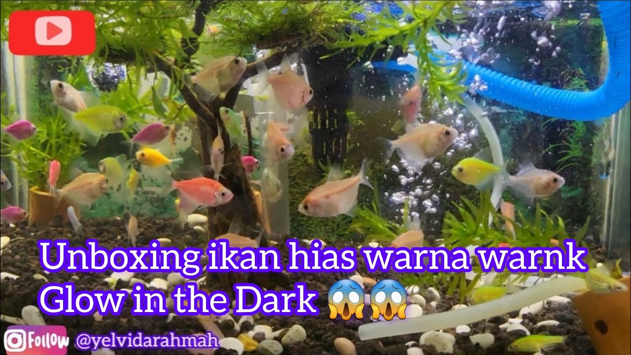 ikan hias warna warni glow in the dark | ikan cantik #ikan #ikanhias #youtube #subscribe - YouTube