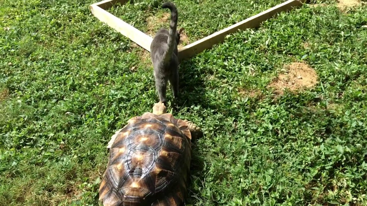 Tortoise Chases Cat - 977359-7 - YouTube