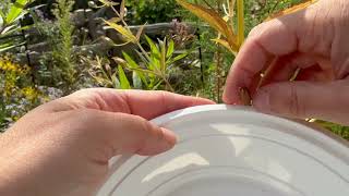 How to harvest Monkey Flower (Mimulus ringens) seeds 