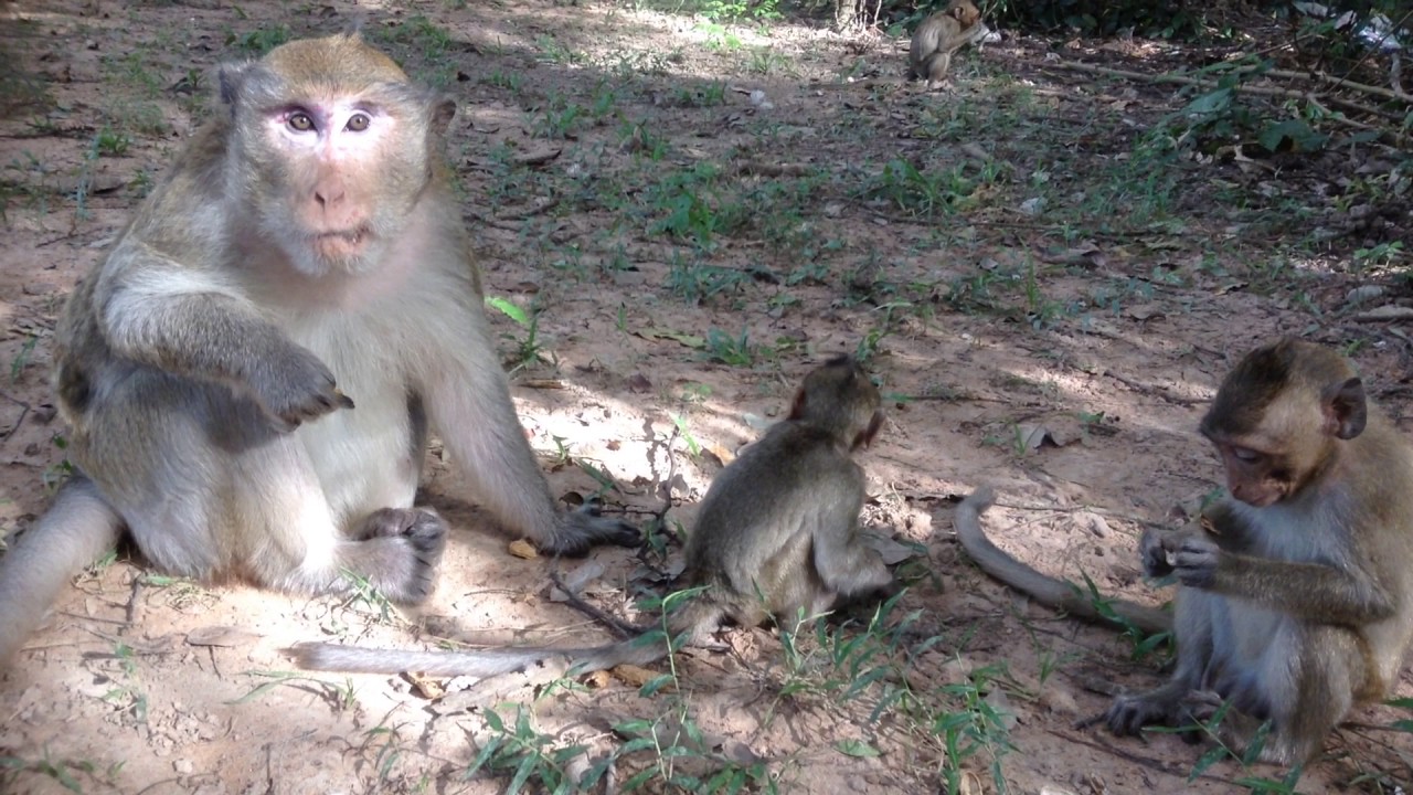 Cavan Eat With Al Capone And Play With Friends Baby Monkey - YouTube