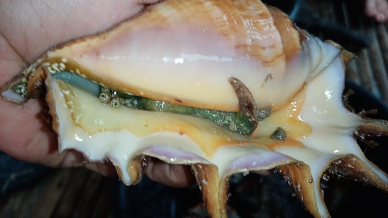 KINHASON, KALAMI - YouTube