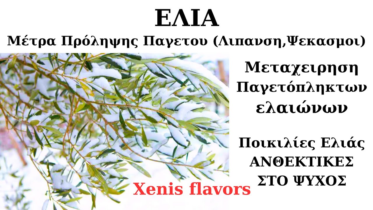 ΕΛΙΑ Κ ΠΑΓΕΤΟΣ! ΠΡΟΣΤΑΣΙΑ, ΑΝΘΕΚΤΙΚΕΣ ΠΟΙΚΙΛΙΕΣ, ΜΕΤΑΧΕΙΡΗΣΗ ...