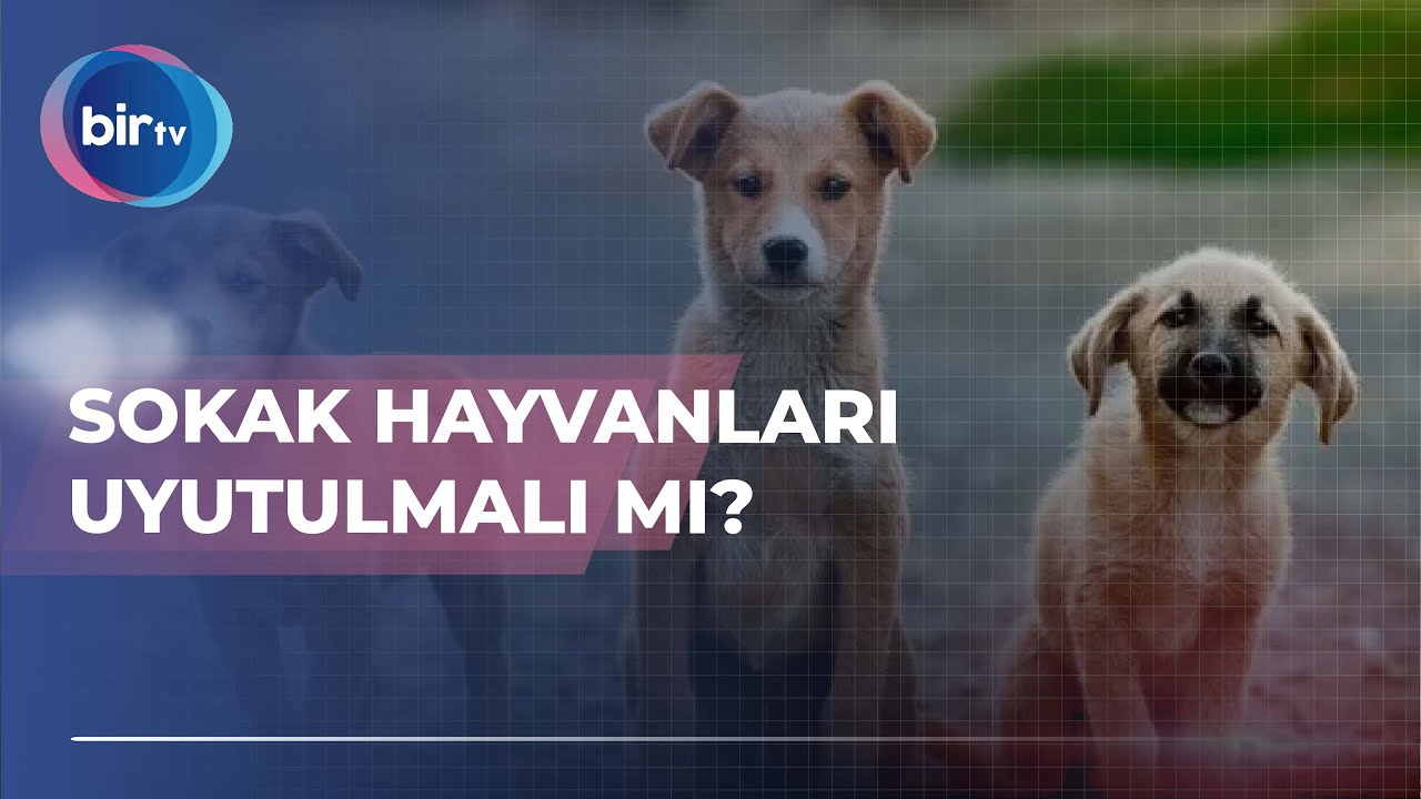 SOKAK HAYVANLARI UYUTULMALI MI? - YouTube