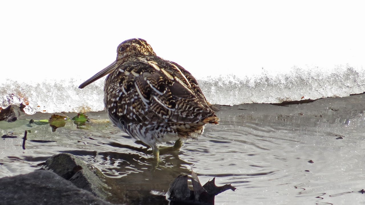 Filming the Feathers: Wilson's Snipe, Part II - YouTube