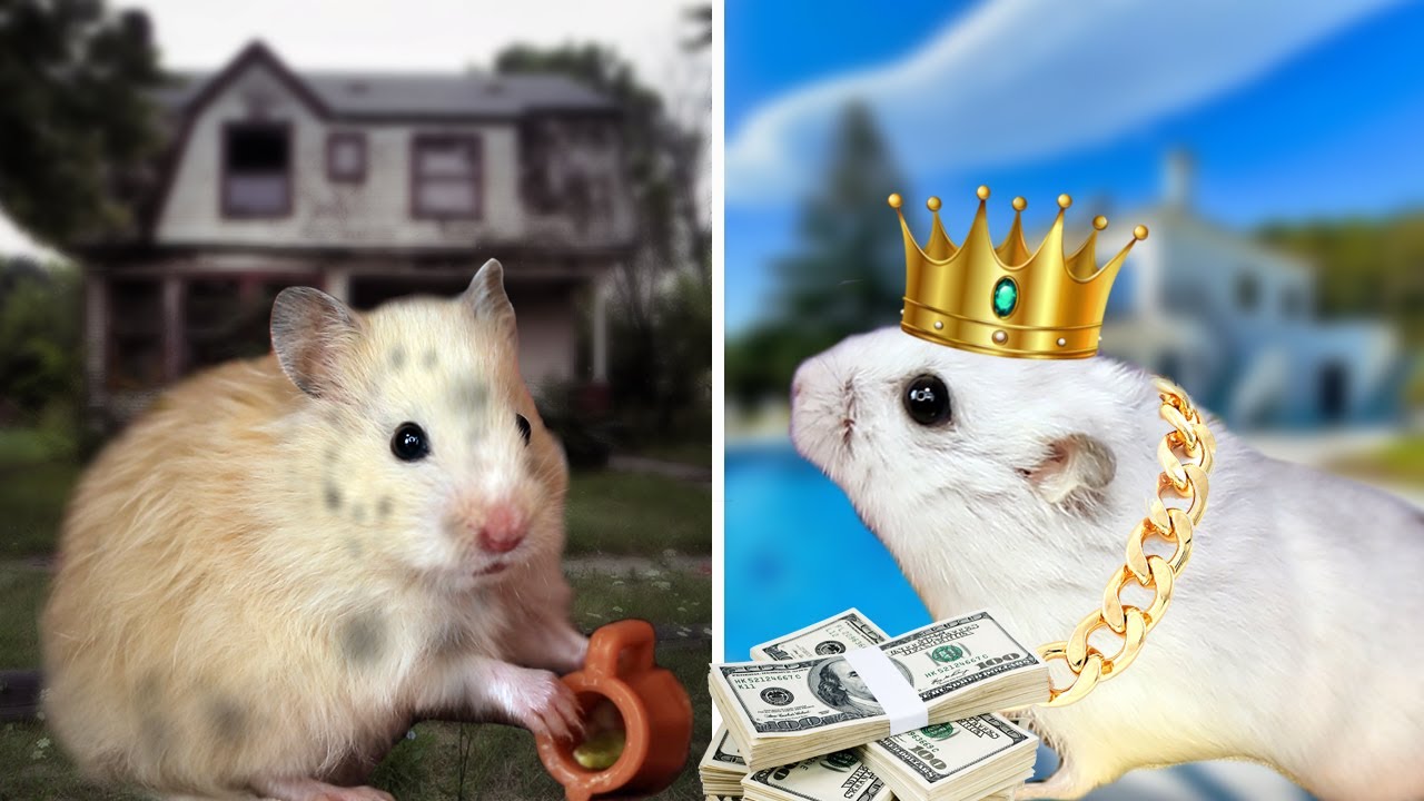 Rich Hamster vs Poor Hamster - YouTube