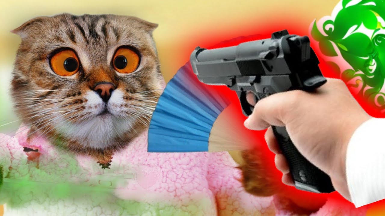 🔞 FBI CATCHES CAT SCAMMER 😾 #adm - YouTube