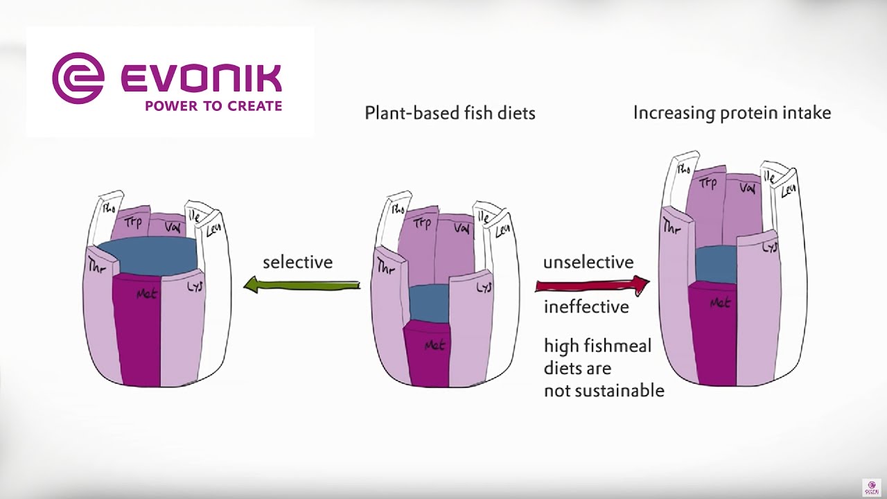 AQUAVI® Met-Met, the peptide of DL-methionine | Evonik - YouTube