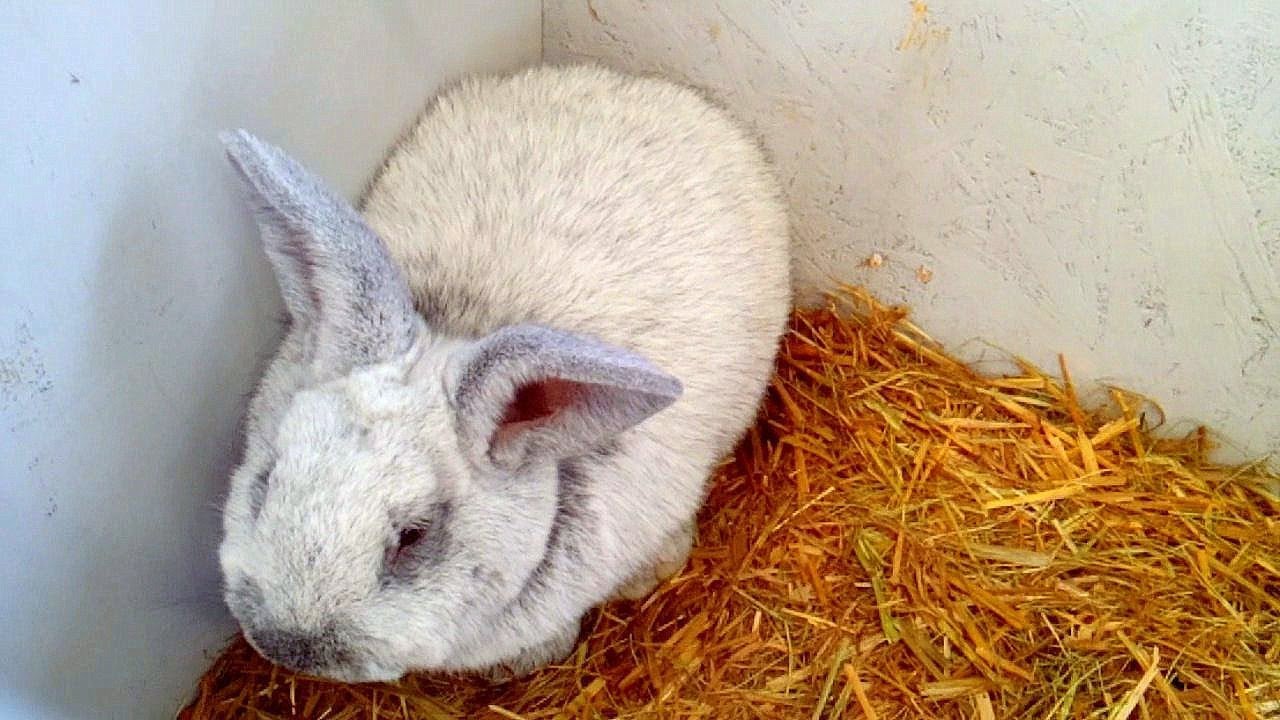 Champagne d'Argent Rabbit in Lithuania - YouTube