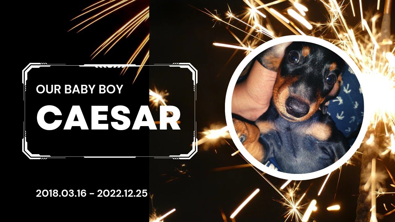 Caesar Boy | Life Story | Beyond the rainbow bridge | Tribute Video ️ ...