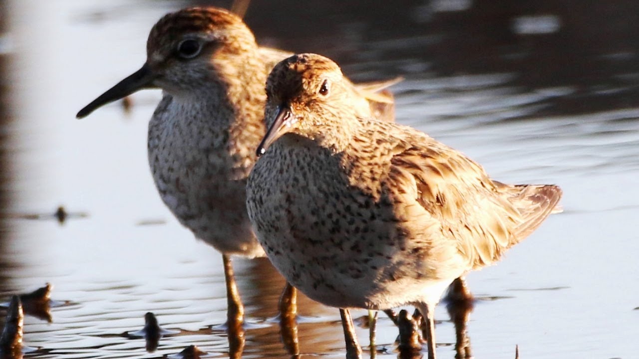 Sharp-tailed Sandpipers – Pitt Town Lagoon - YouTube