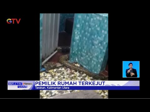 Damkar Evakuasi Ular Piton 4 Meter Sembunyi di Kamar Mandi Warga #BuletiniNewsSiang 27/08