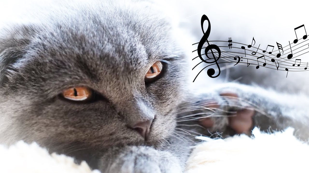 Music for Restless Cats ♬ 20 hours Stress Relief, Anxiety Relief ...