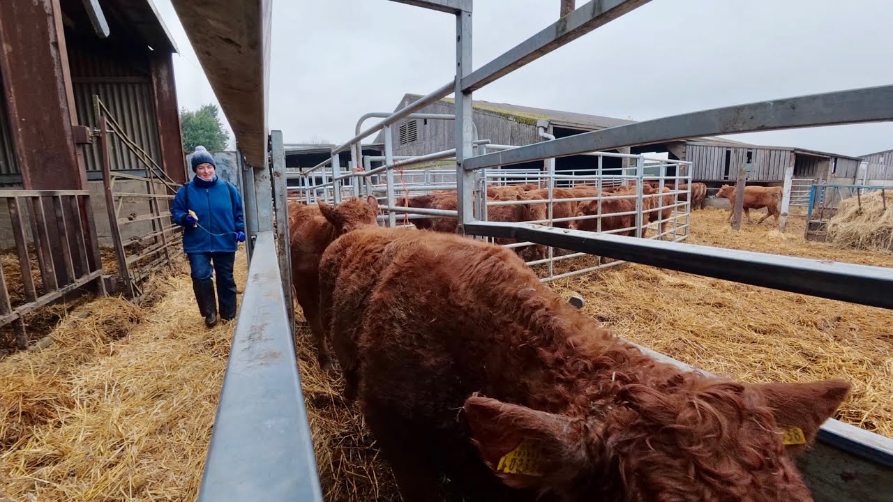 Cattle In The Crush, Cows Bagging Up! - YouTube