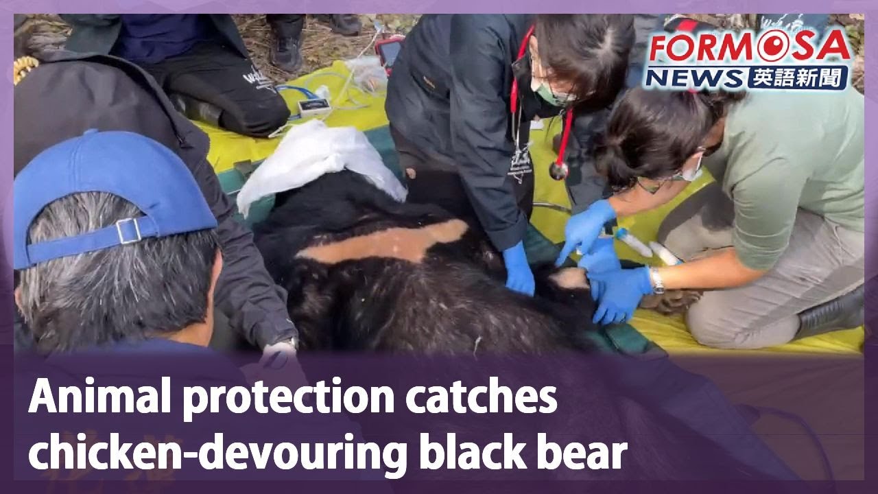 Animal protection catches chicken-devouring black bear｜Taiwan News ...