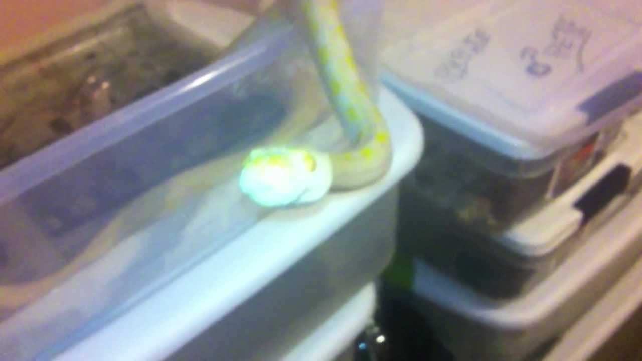 Caramel Blonde & Tiger Het Caramel Blonde Reticulated Python - YouTube