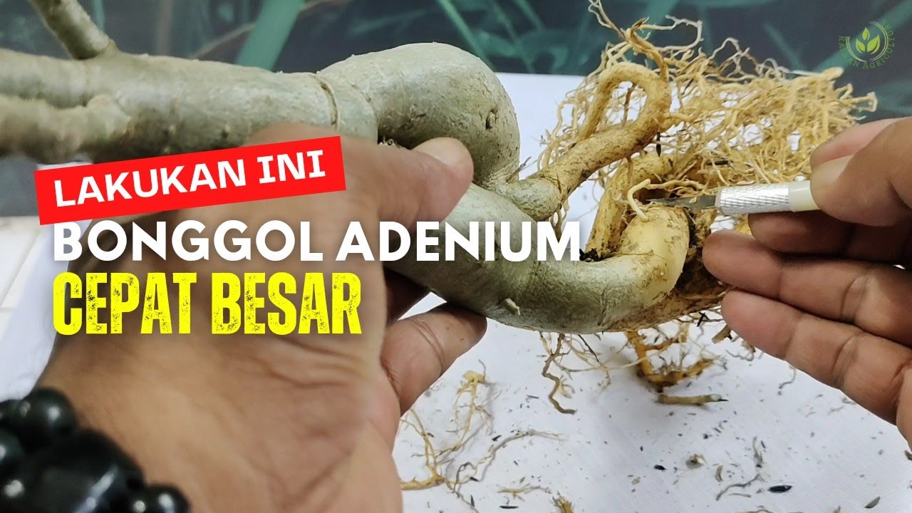 Cara Membesarkan Bonggol Adenium Bonsai - YouTube