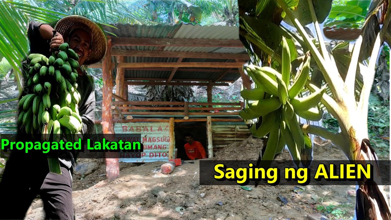 BUHAY BUKID:Nagpagawa ng Koprahan,Unang Harvest sa Propagated Lakatan ...