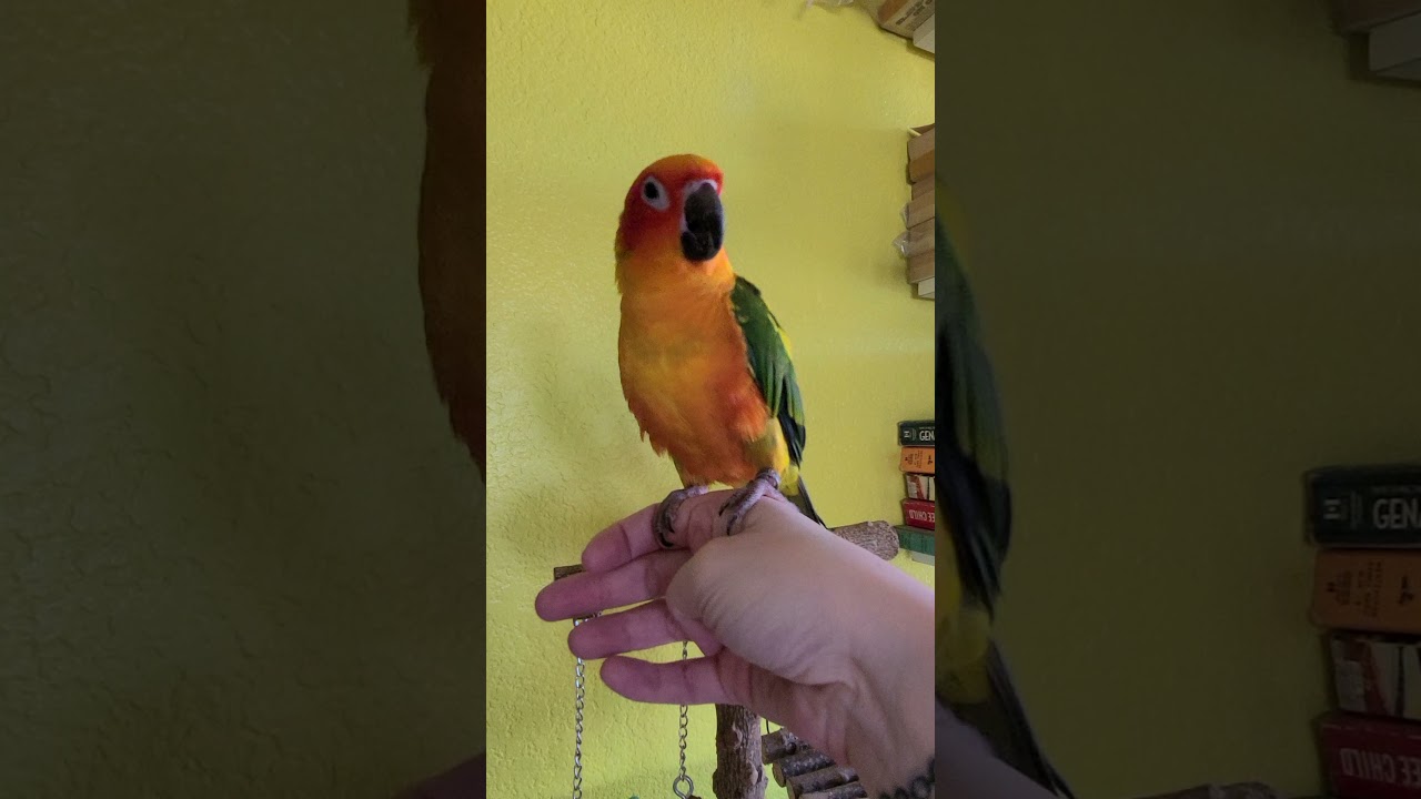 sun conure talking - YouTube