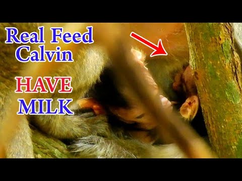 Real Feeding Calvin, God help Calvin, Casi let Calvin get Milk, Calvin ...