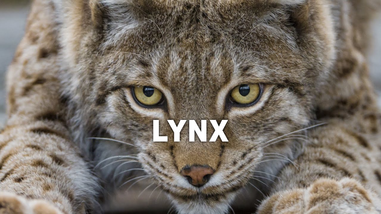 "LYNX" Freestyle Hard Trap Beat Instrumental | Dope Rap Hip Hop ...