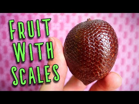 Snake Fruit in Costa Rica! (Two different species!) - Weird Fruit Explorer