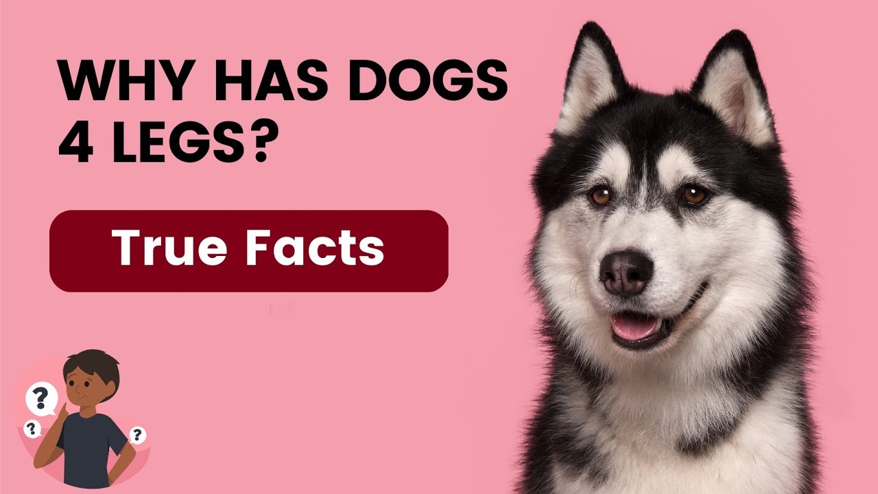 True Facts - Why has Dogs 4 Legs? Reasons for Dogs Having Four Legs # ...