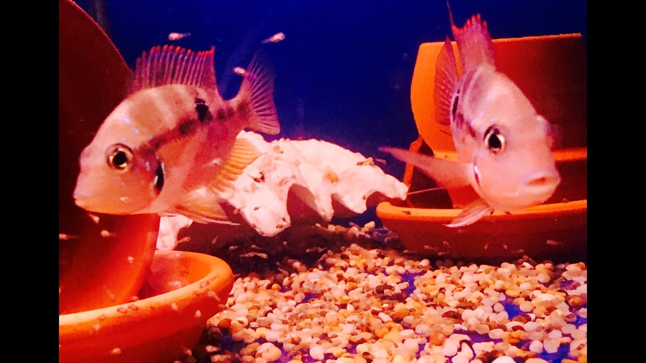 Ellioti Cichlids & 350 fry - YouTube