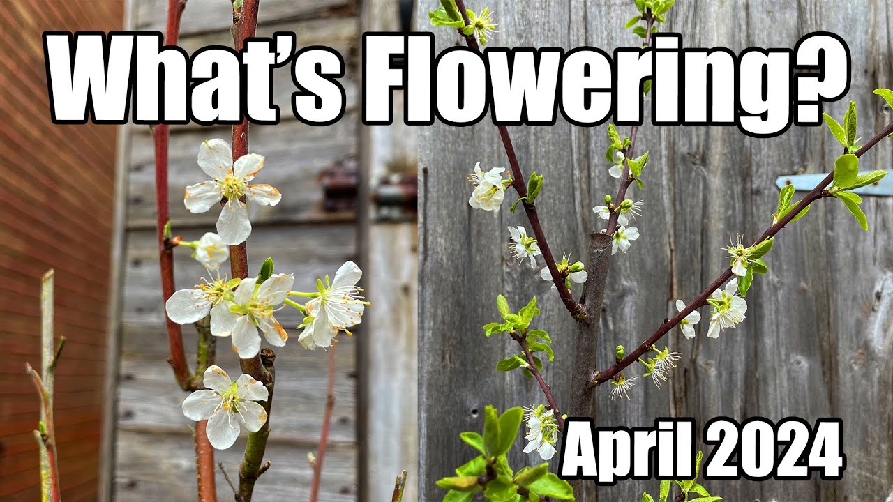 Early Spring Garden Tour - A Look At What's Flowering And Other Things ...
