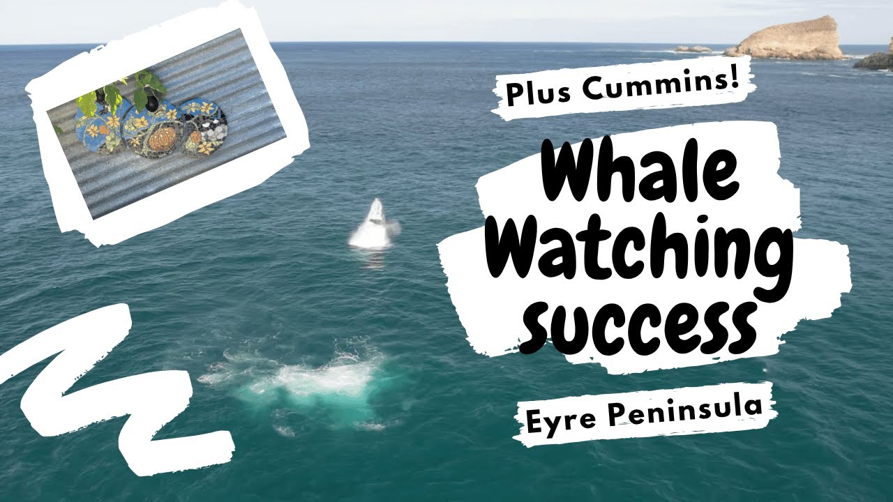 Cummins & Whale watching Success! HD 1080p - YouTube