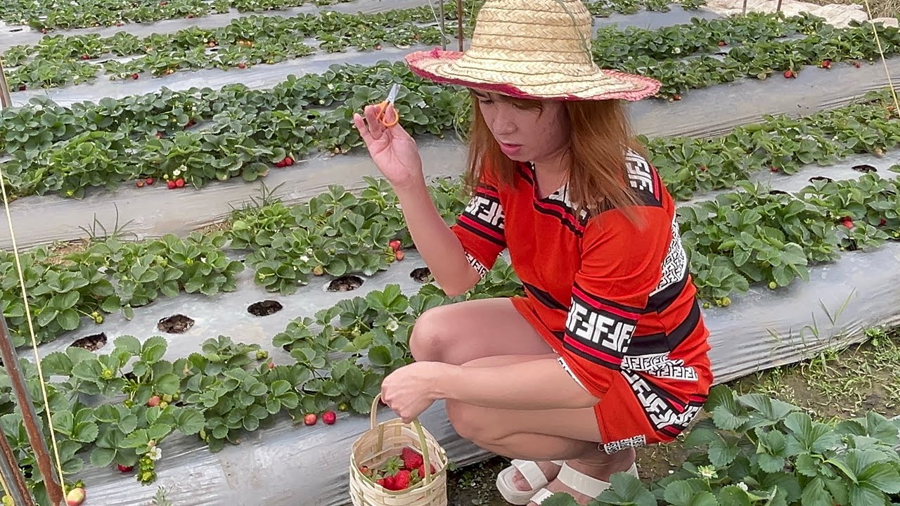 BAGUIO TOUR VLOG DAY 2 PART 3 | Strawberry Farm | Kilay Queen Vlogs 02 ...