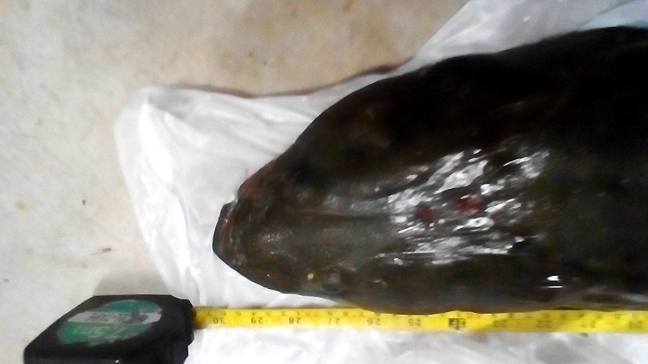 75cm saltwater flathead Hervey bay catch - YouTube