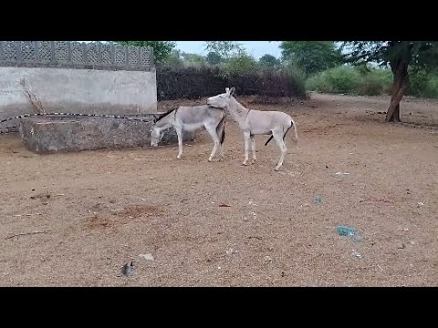 Animals Mating #donkey mating #donkey #viralvideo