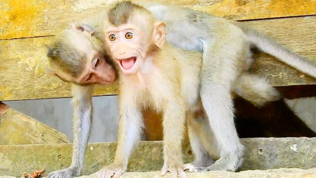 Baby Rainbow shout very loudly finding Libby to ask for milk - YouTube