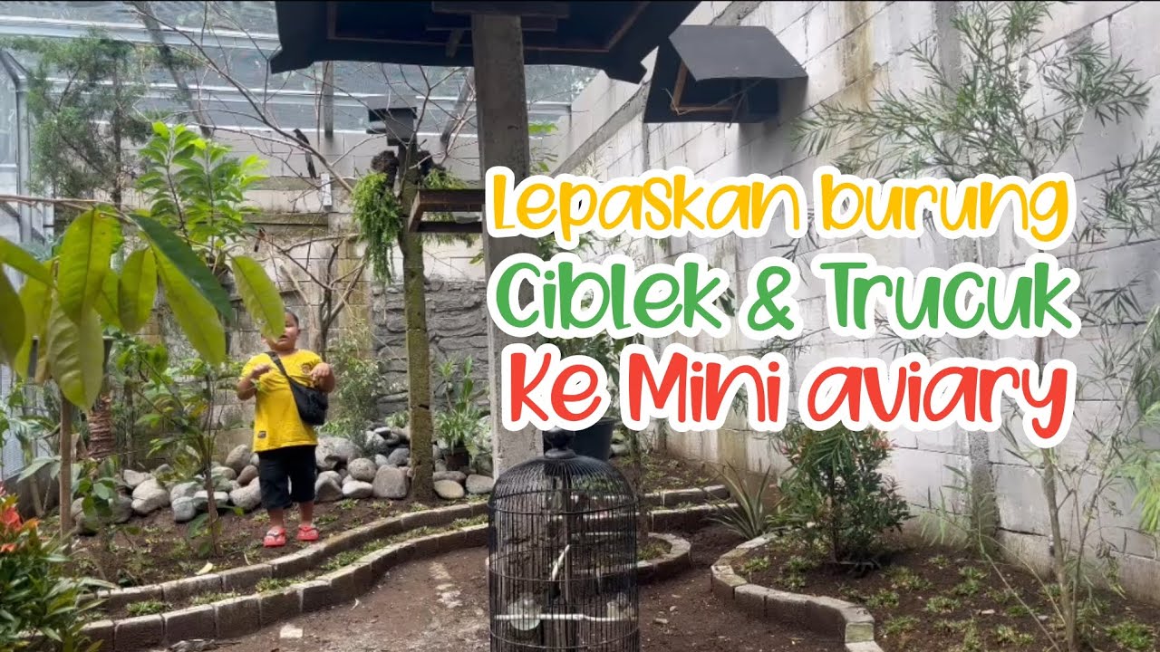 MINI AVIARY MULAI KITA ISI BURUNG⁉️ - YouTube
