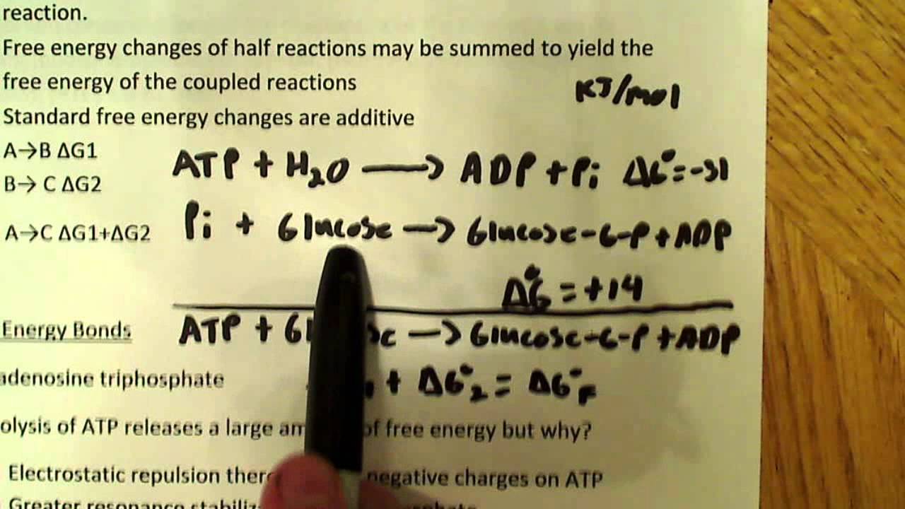 Energy coupling and High energy bonds - YouTube