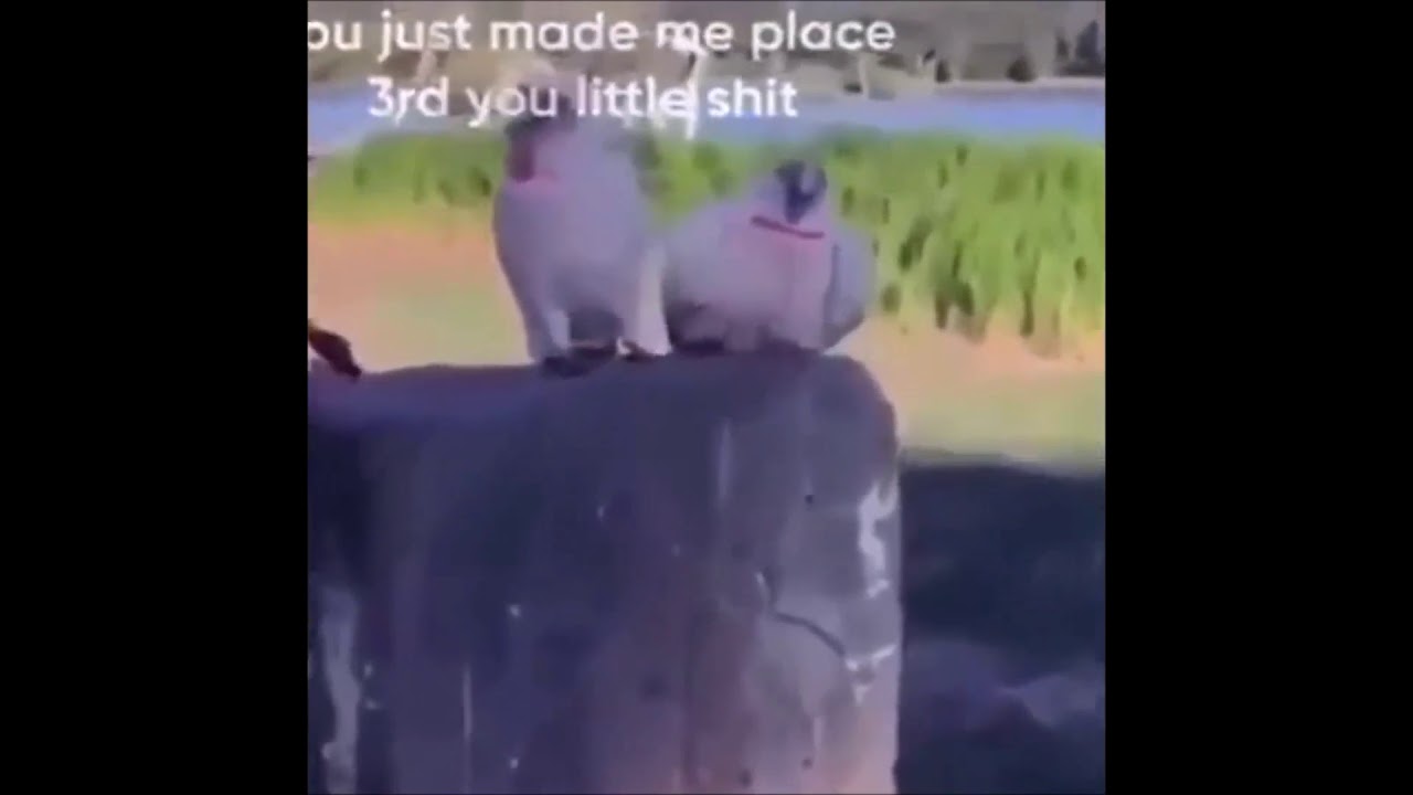 BIRD SCREAMING. PÁJARO GRITANDO MEME - YouTube