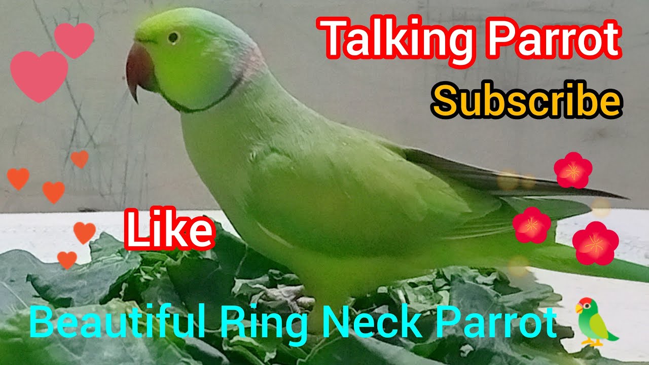 Ring Neck Parrot Live 🦜 - YouTube