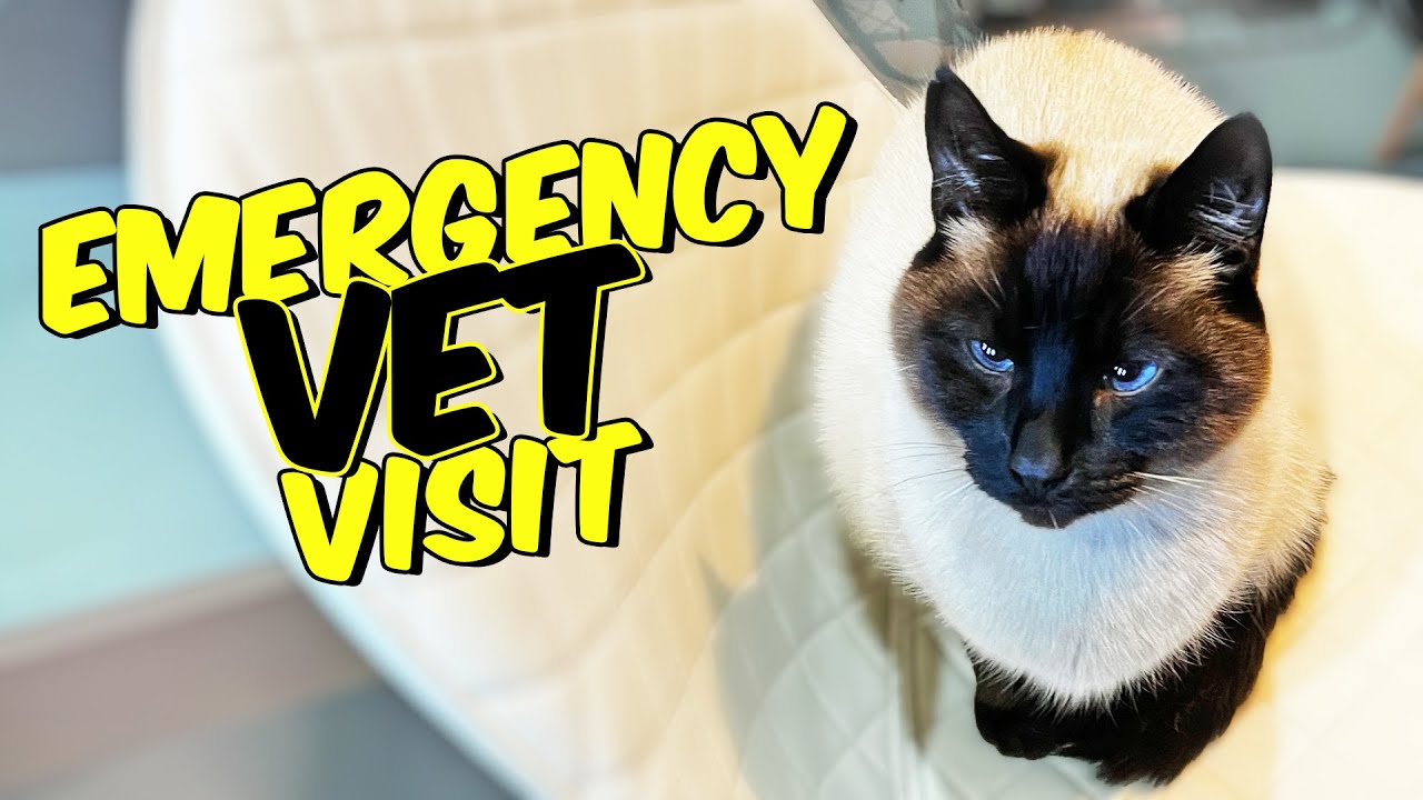 Emergency Cat Vet Visit - YouTube